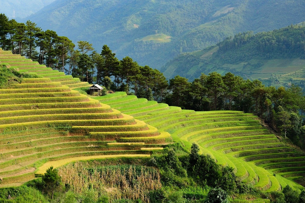 The Expanding Matcha Boom Across Asia | TEA ENERGY Corporation
